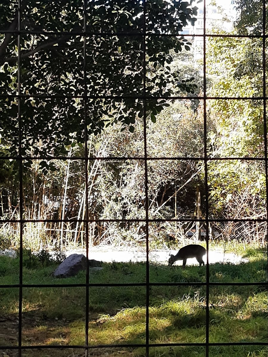 Visita gratis al Ecoparque Buenos Aires: cómo es y qué animales hay ...