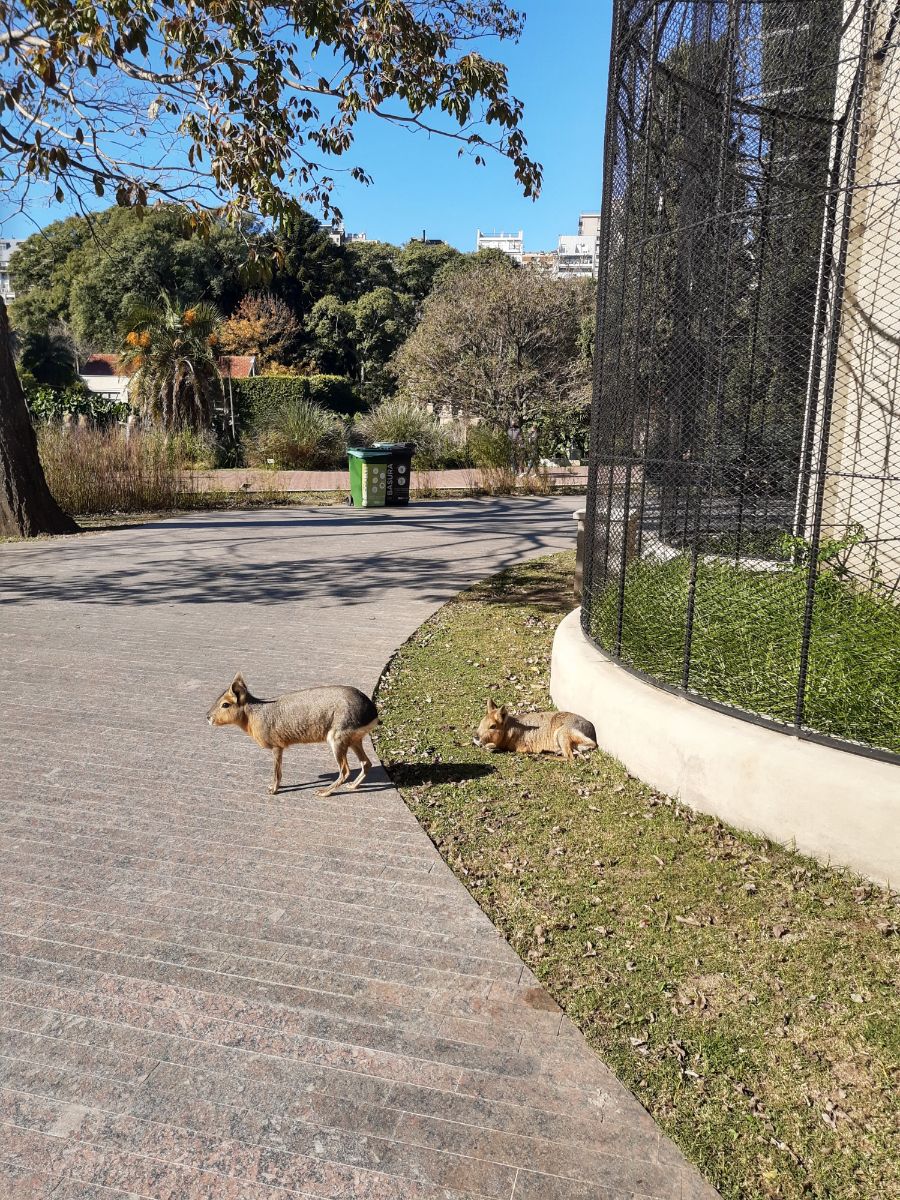 Visita gratis al Ecoparque Buenos Aires: cómo es y qué animales hay ...