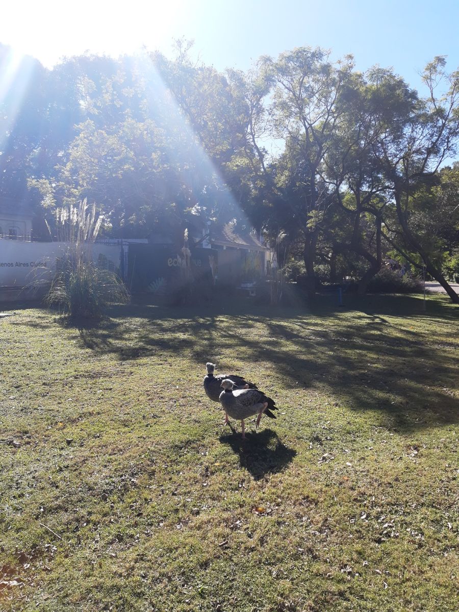 Visita gratis al Ecoparque Buenos Aires: cómo es y qué animales hay ...