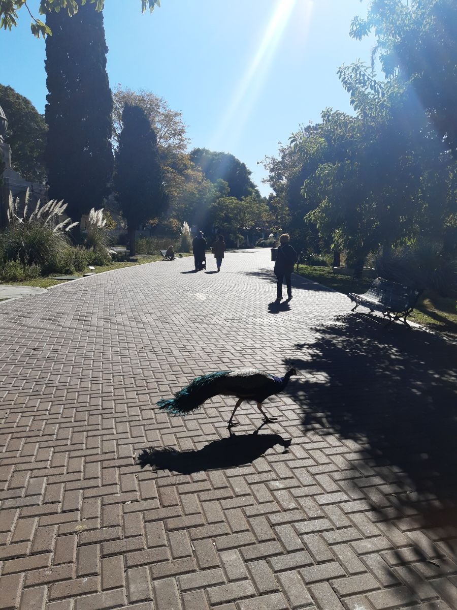 Visita gratis al Ecoparque Buenos Aires: cómo es y qué animales hay ...