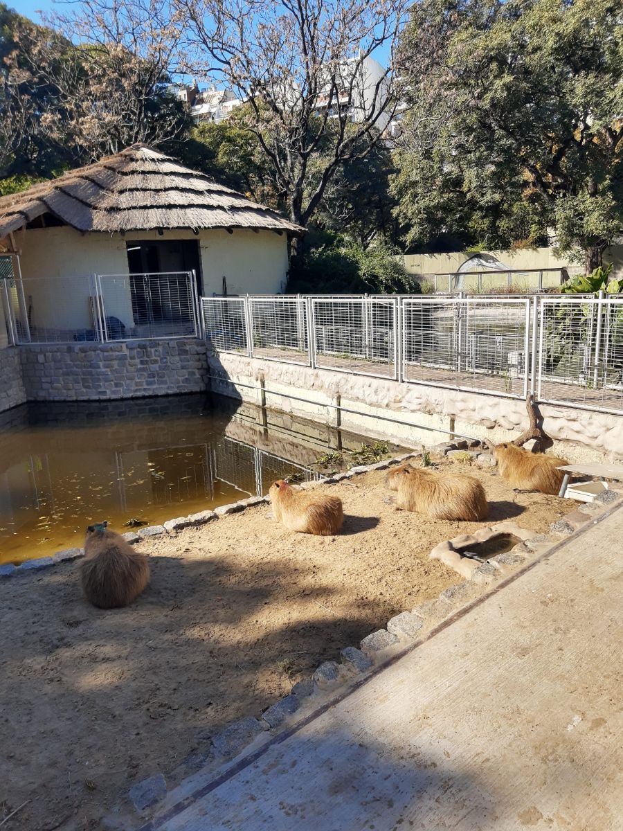 Visita gratis al Ecoparque Buenos Aires: cómo es y qué animales hay ...